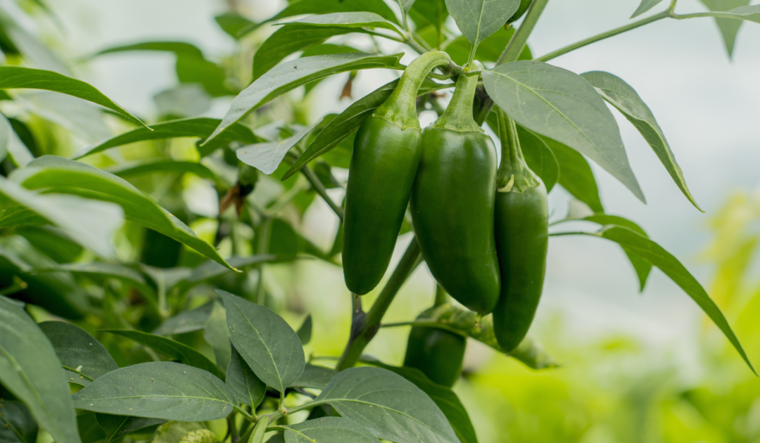 7 Reasons Your Jalapeno Leaves Are Turning Yellow - Crate and Basket