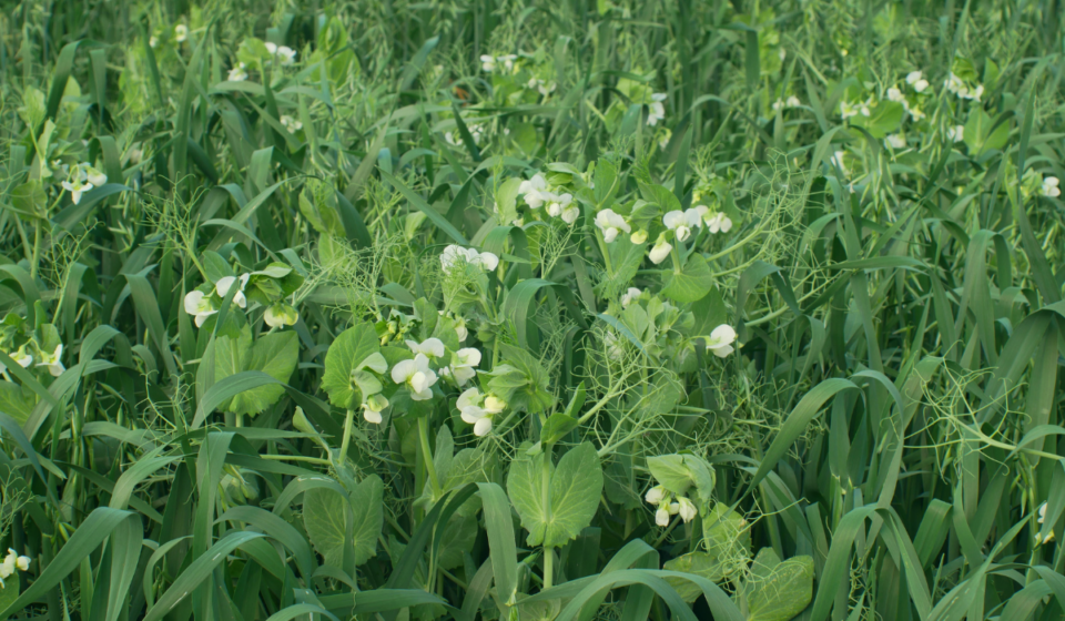 The Best Cover Crops for Raised Beds - Crate and Basket