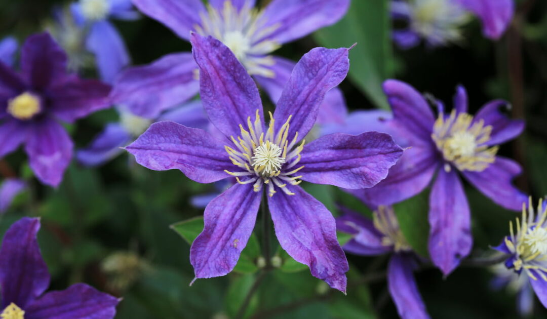 15 Groundcover Plants With Blue Flowers - Crate and Basket