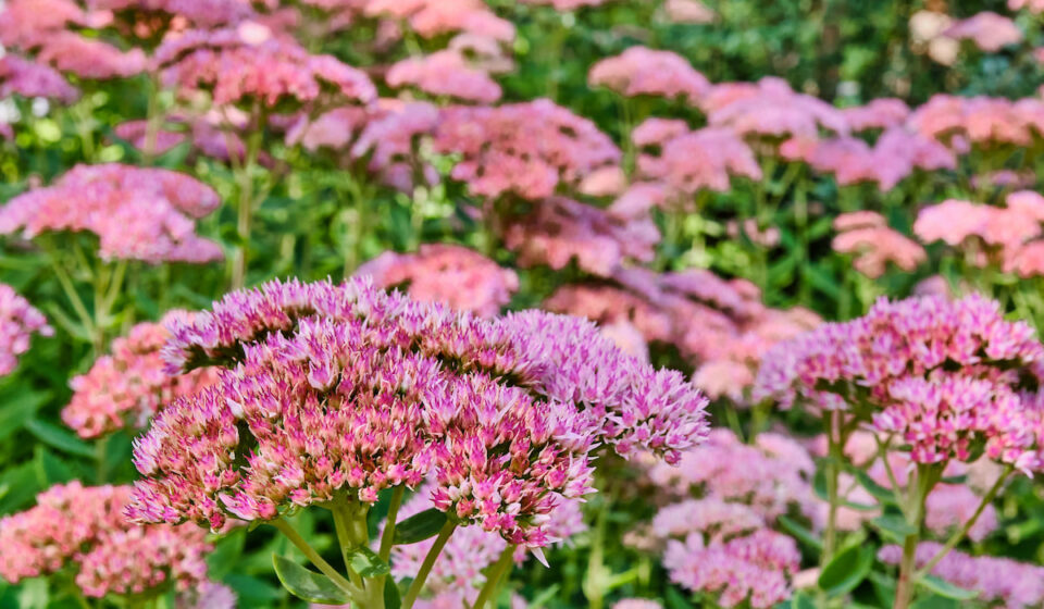 7 Groundcover Plants With Pink Flowers - Crate and Basket