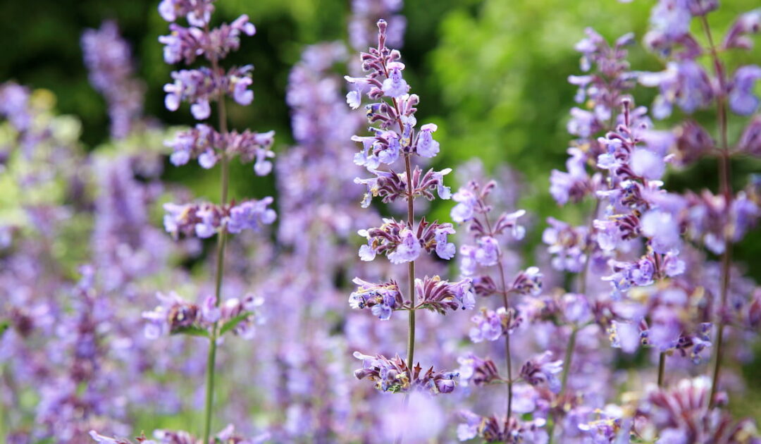15 Groundcover Plants With Blue Flowers - Crate and Basket