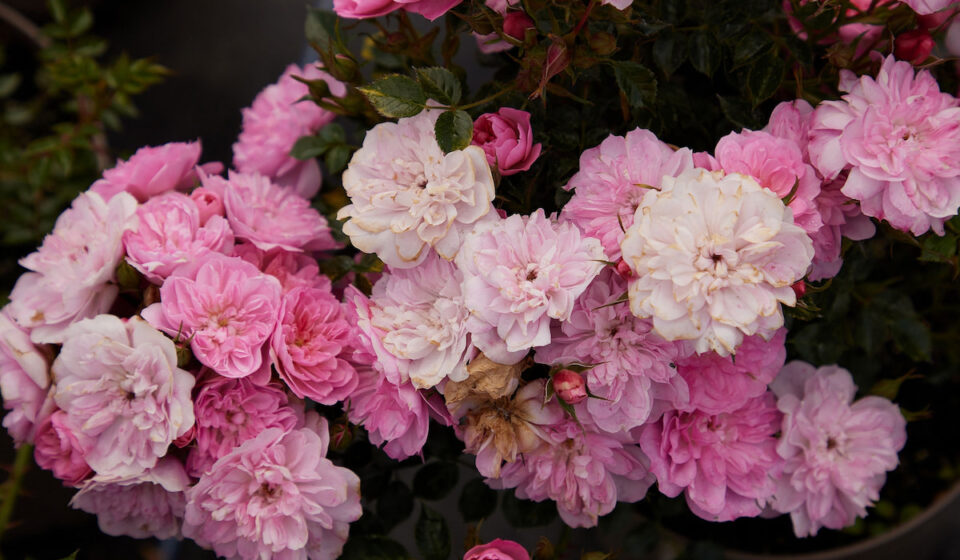 7 Groundcover Plants With Pink Flowers - Crate and Basket