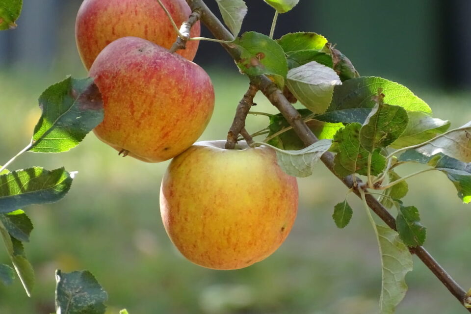 25 Delicious Types of Red Apples and Their Uses - Crate and Basket