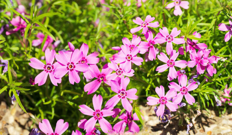 7 Groundcover Plants With Pink Flowers - Crate and Basket