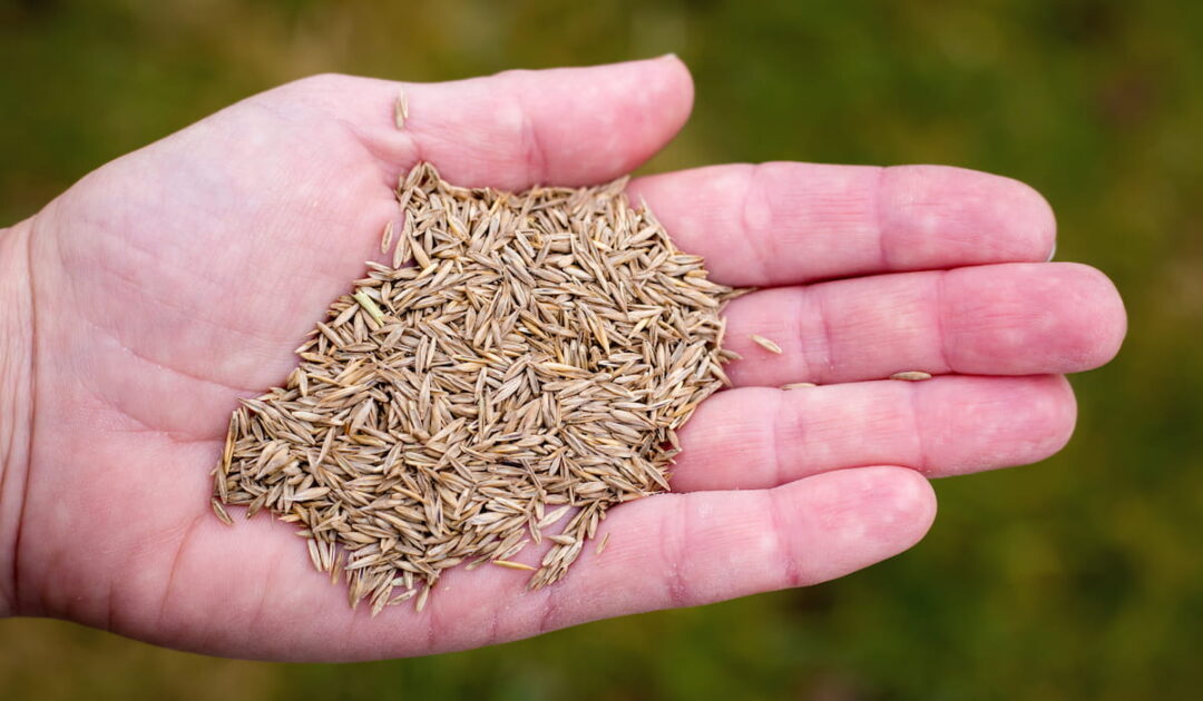 Can You Just Sprinkle Grass Seed on Your Lawn? - Crate and Basket