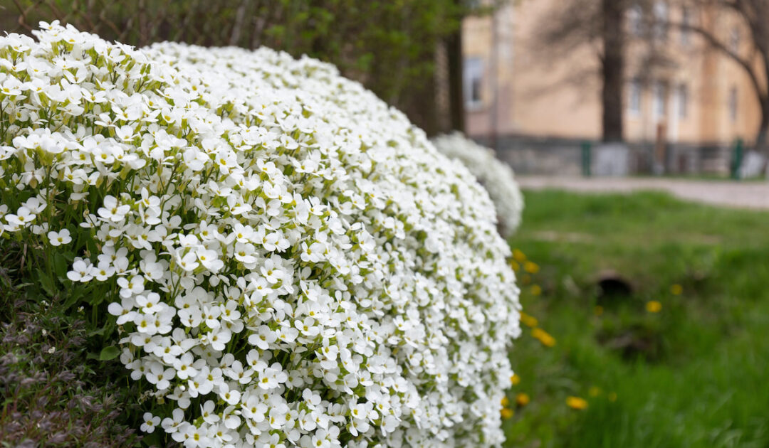 11 Groundcover Plants With White Flowers - Crate and Basket