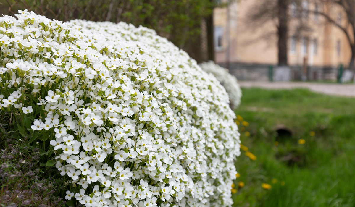 11 Groundcover Plants With White Flowers - Crate and Basket