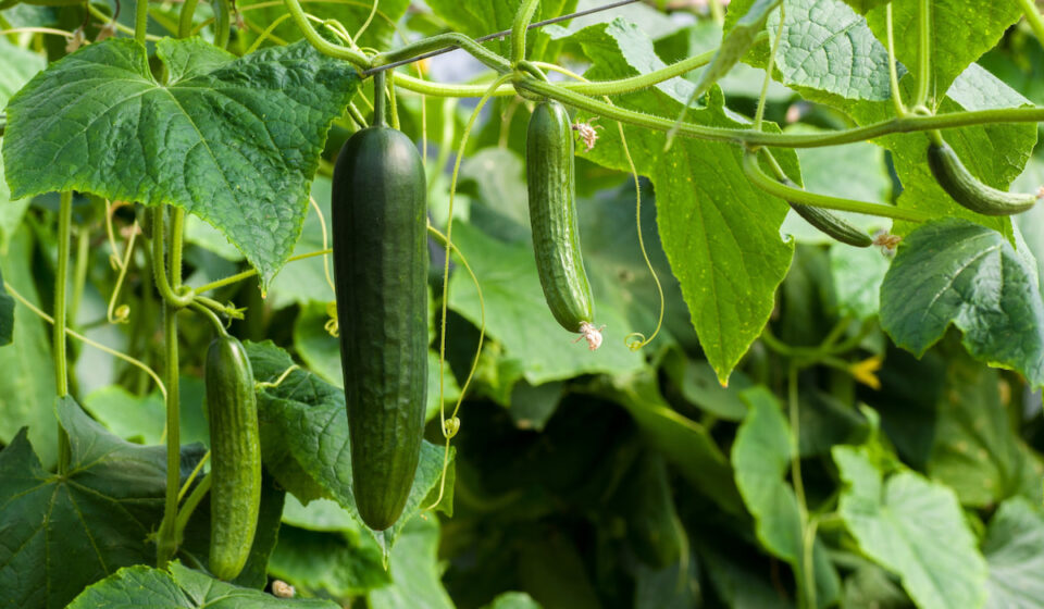 25 Best Cucumber Varieties for Your Garden - Crate and Basket