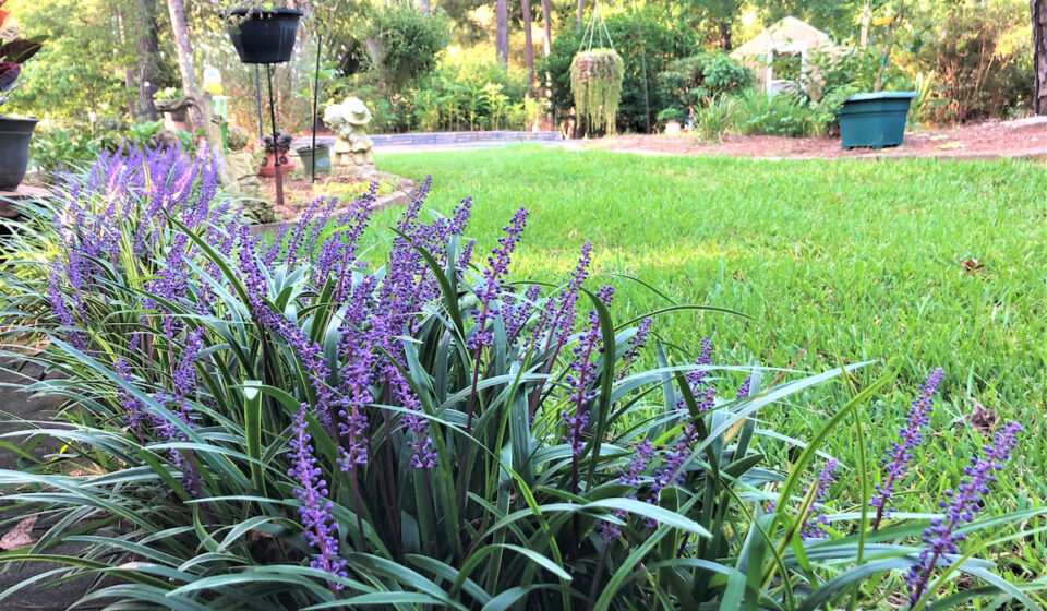 7 Types of Groundcovers for Shade - Crate and Basket