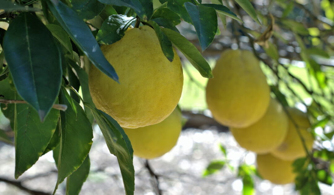 3 Types of Dwarf Lemon Trees - Crate and Basket
