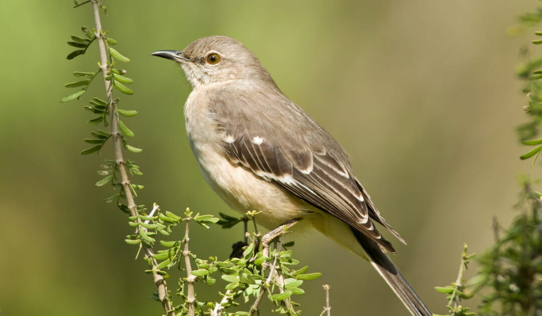 How to Get Rid of Mockingbirds - Crate and Basket