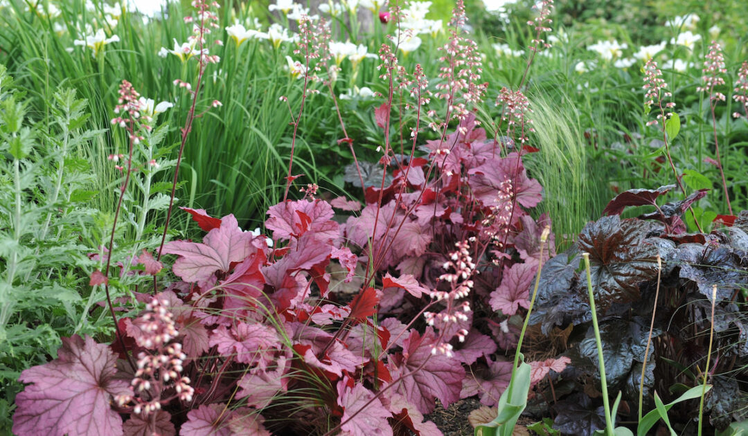 7 Groundcover Plants With Pink Flowers - Crate and Basket