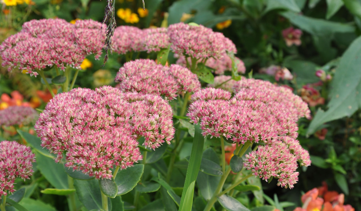 11 Drought Tolerant Groundcovers for Full Sun - Crate and Basket