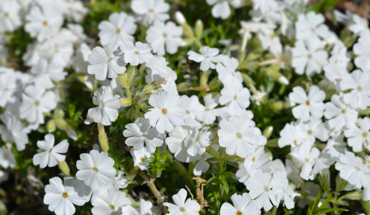 11 Groundcover Plants With White Flowers - Crate and Basket