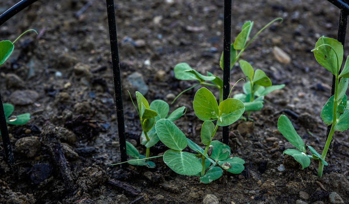 How to Grow Peas in a Raised Bed - Crate and Basket