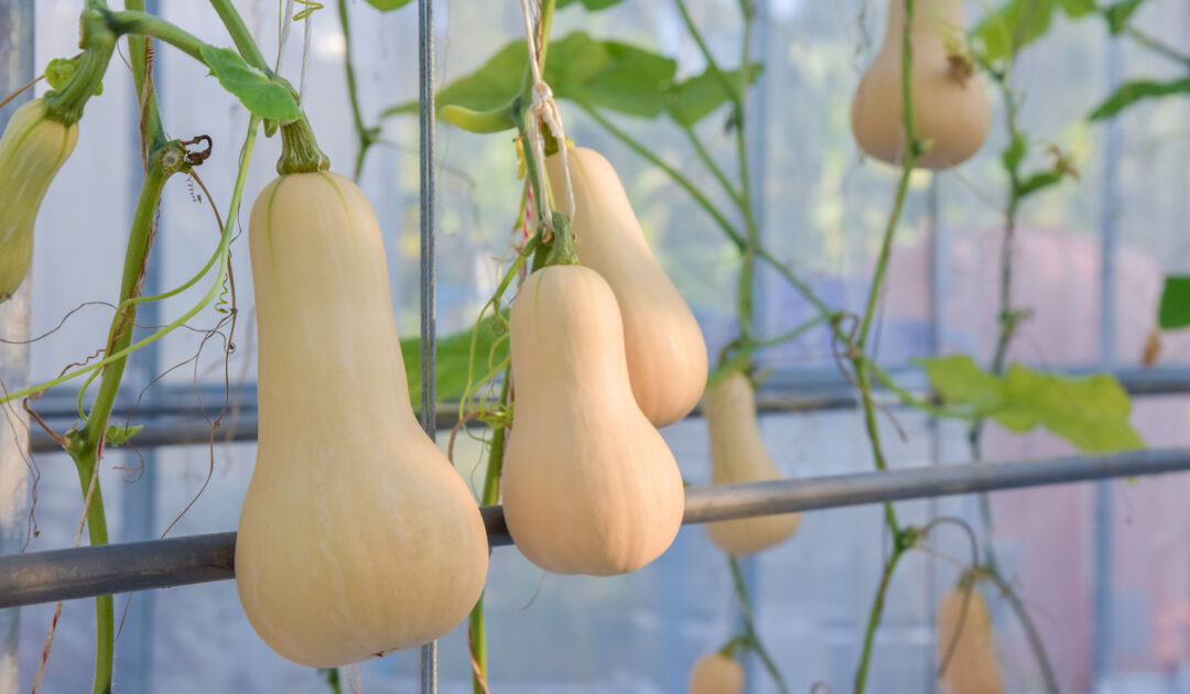Will Butternut Squash Ripen off the Vine? - Crate and Basket
