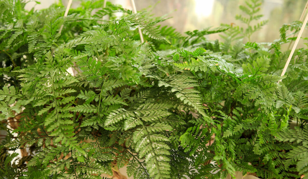 17 Types of Indoor Ferns - Crate and Basket