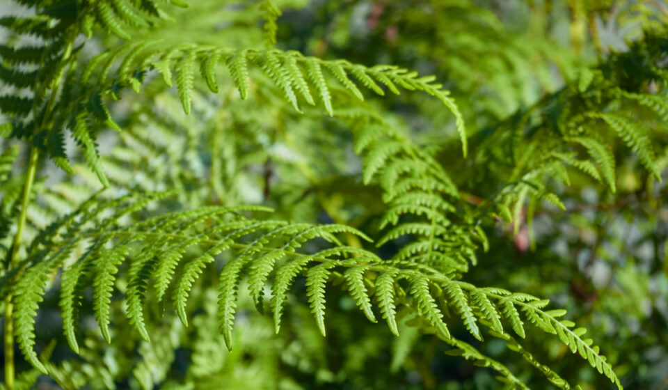 17 Types of Indoor Ferns - Crate and Basket