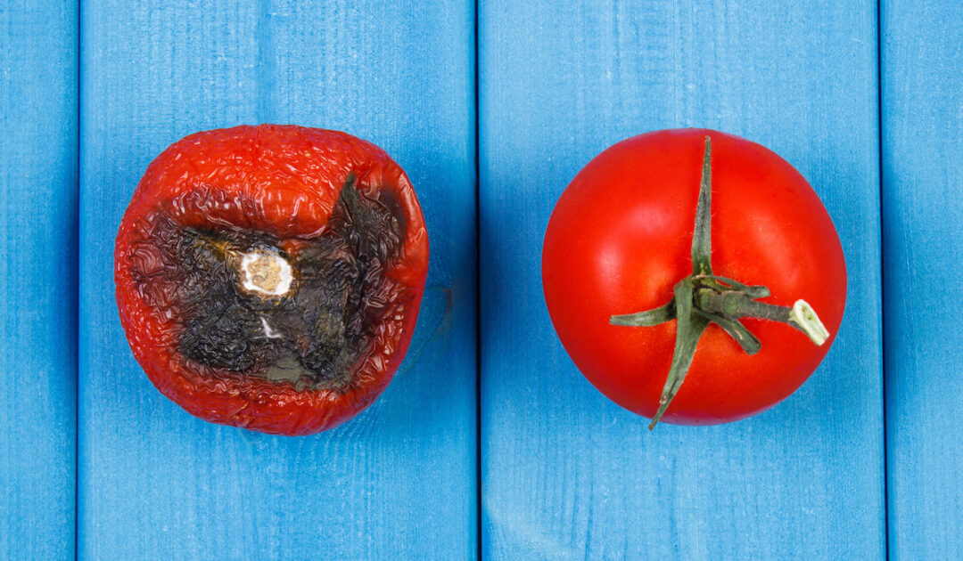 7 Ways to Tell if a Tomato is Bad - Crate and Basket