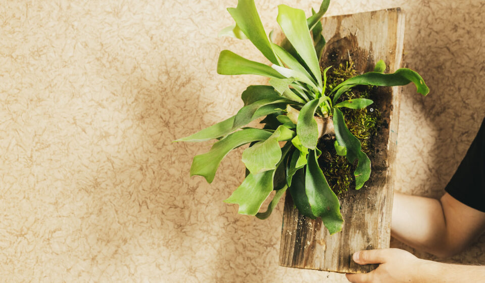 17 Types of Indoor Ferns - Crate and Basket