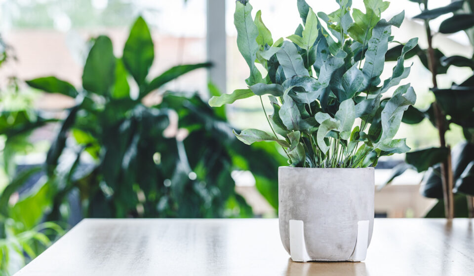 17 Types of Indoor Ferns - Crate and Basket