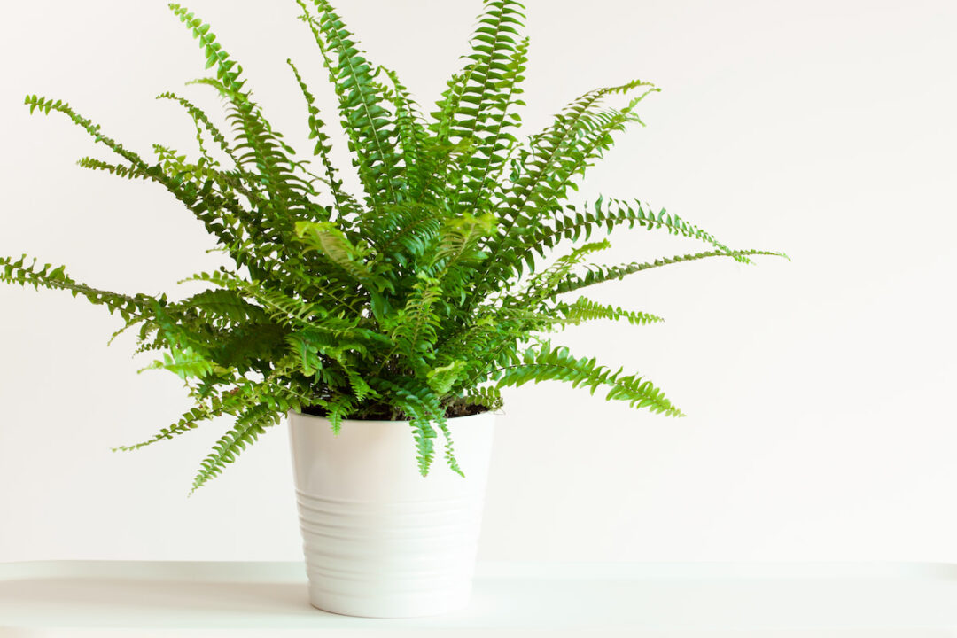 17 Types of Indoor Ferns - Crate and Basket