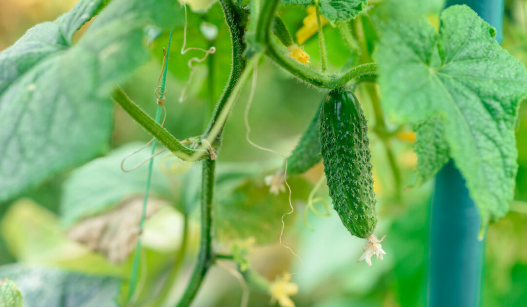 9 Types of Climbing Vegetables - Crate and Basket