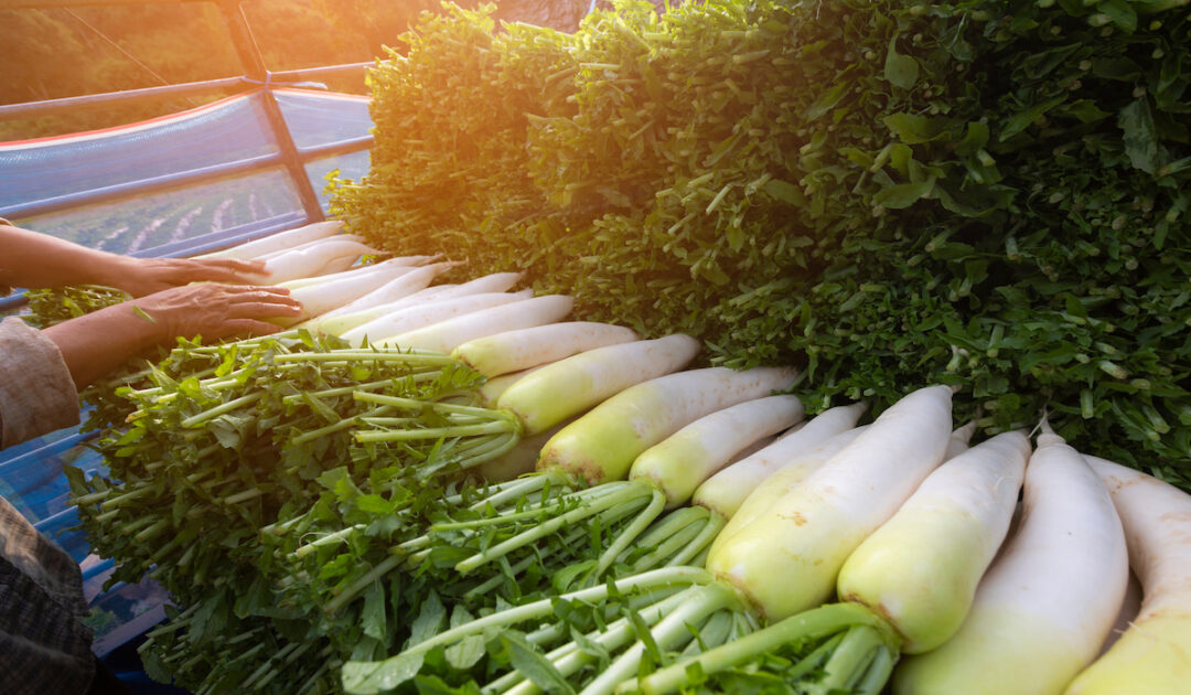15 Types of Radishes to Grow in Your Garden - Crate and Basket