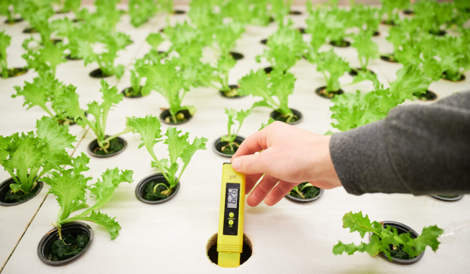 How to Get Started With Hydroponics (11 Steps) - Crate and Basket