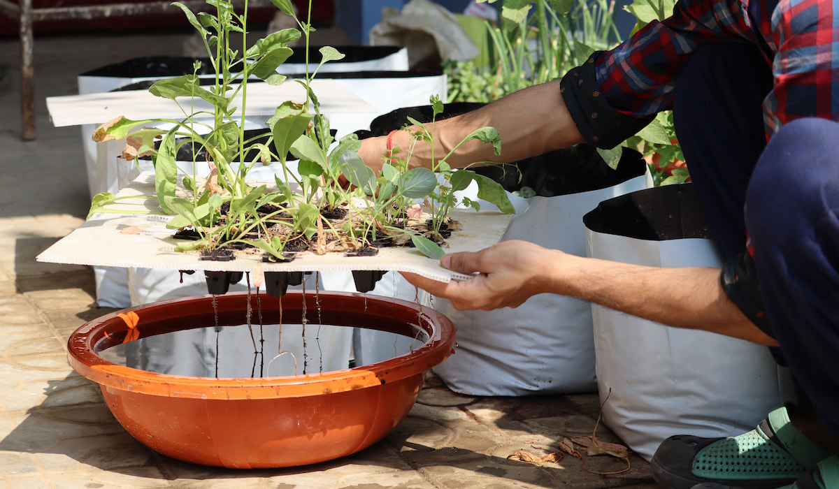 7 Tips for Building a Cheap Hydroponic System - Crate and Basket
