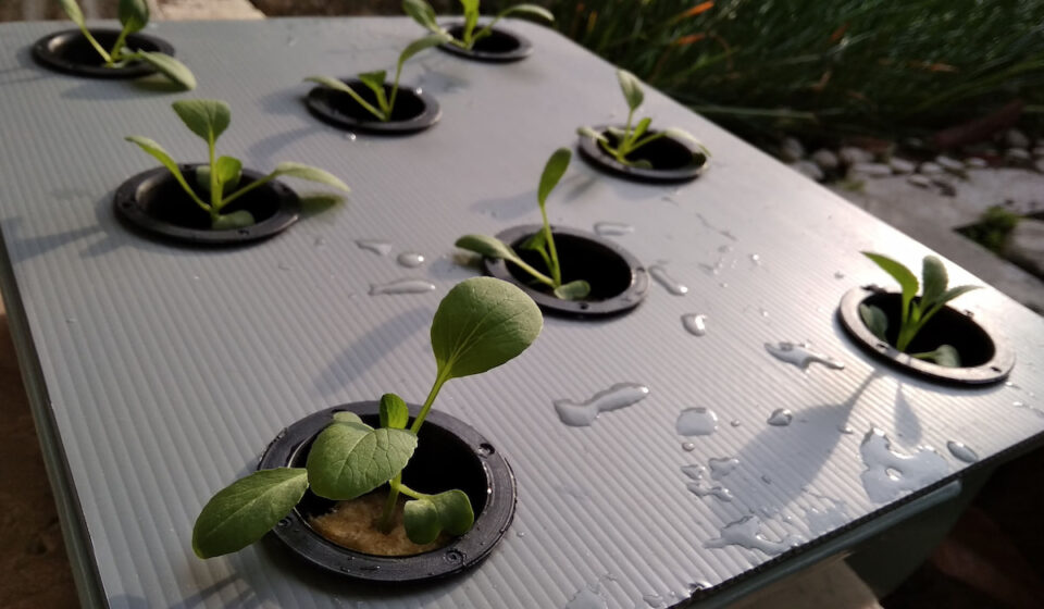 How to Get Started With Hydroponics (11 Steps) - Crate and Basket