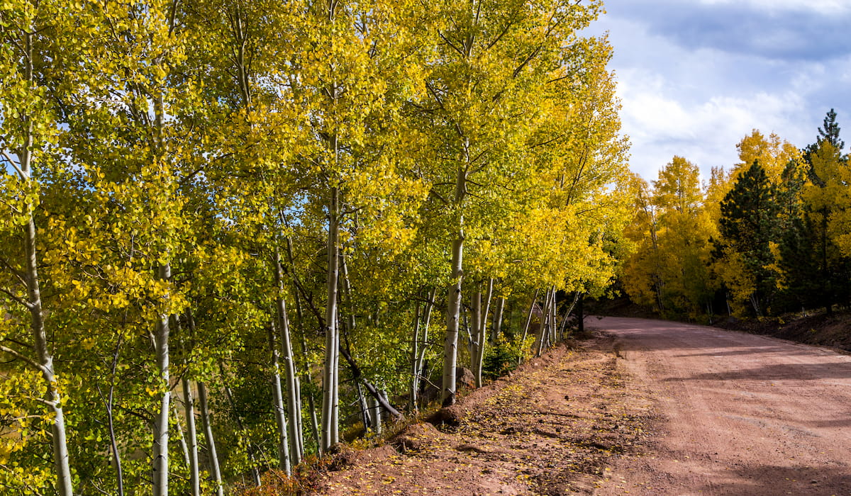 9 Beautiful Trees for Your Driveway - Crate and Basket