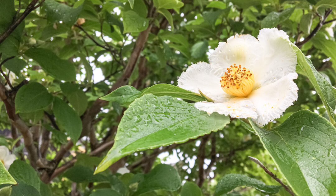 15 Types of Trees With White Flowers - Crate and Basket