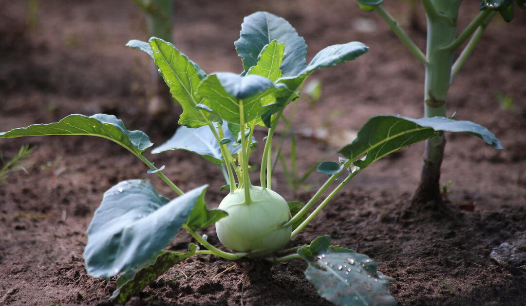 12 Vegetables That Grow in Shade - Crate and Basket