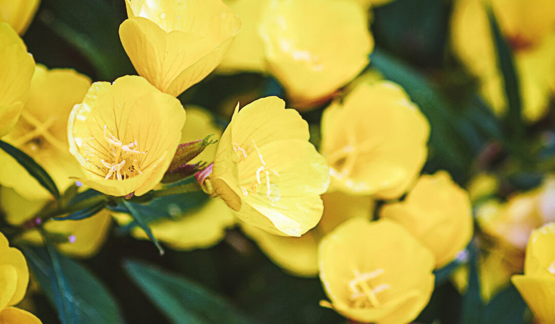 14 Flowers That Start With S (with pictures) - Crate and Basket