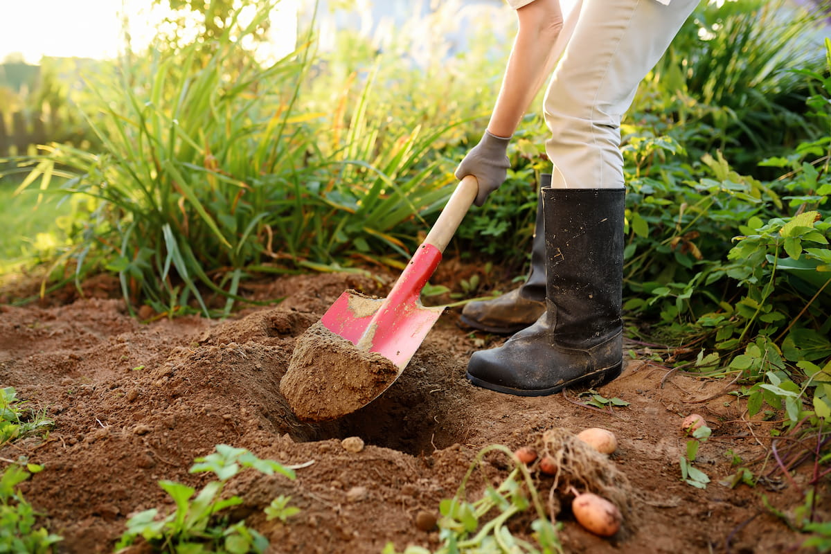 Shovel vs. Spade (What’s the Difference?) - Crate and Basket