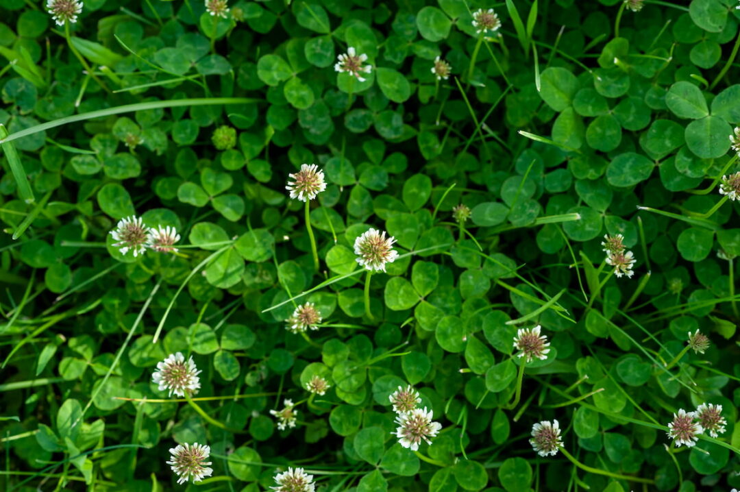 9 Tips for Growing Clover in the Shade - Crate and Basket