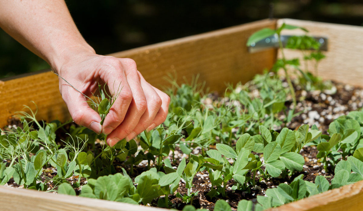 11 Foundation Options for Raised Garden Beds - Crate and Basket