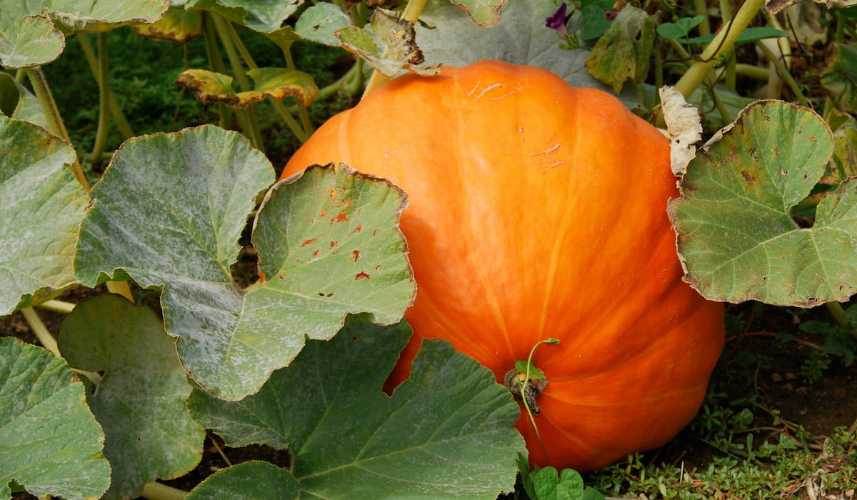 7 Types of Orange Pumpkins - Crate and Basket