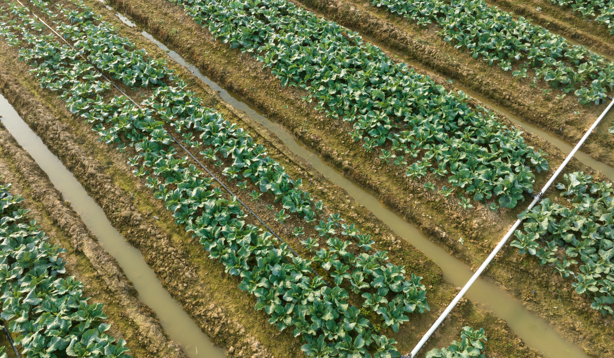 Crop Rotation - A Beginners Guide for Vegetable Gardens - Crate and Basket