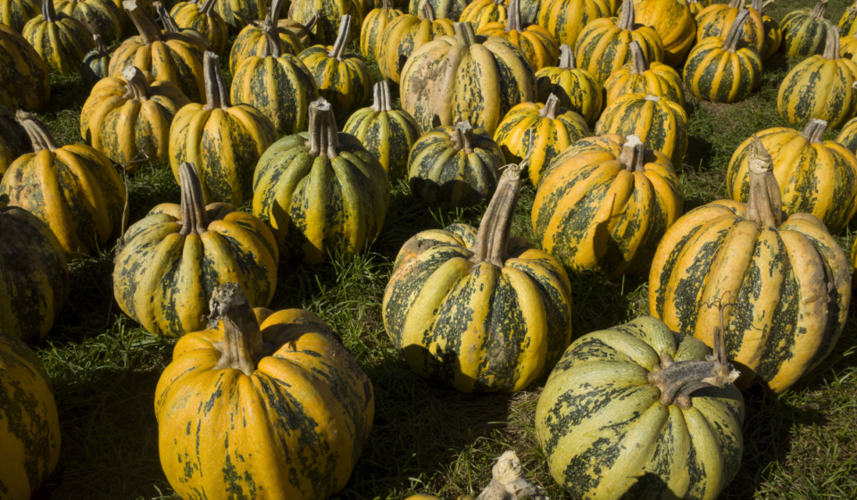 5 Types of Green Pumpkins - Crate and Basket