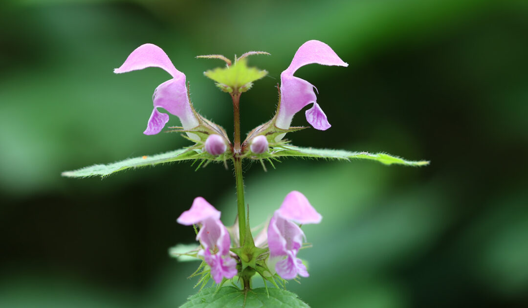 15 Flowers That Start With N (With Pictures) - Crate and Basket