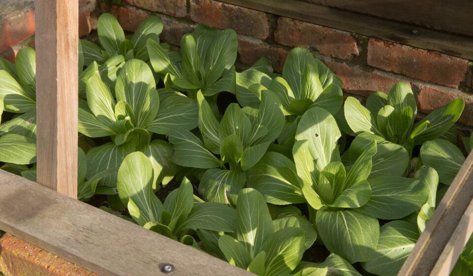 17 Fastest Growing Plants - Crate and Basket