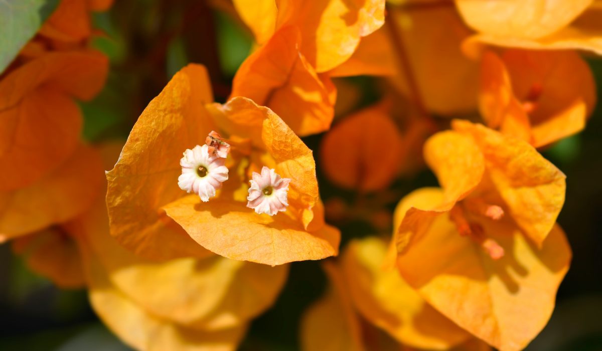 7 Beautiful Colors of Bougainvillea - Crate and Basket