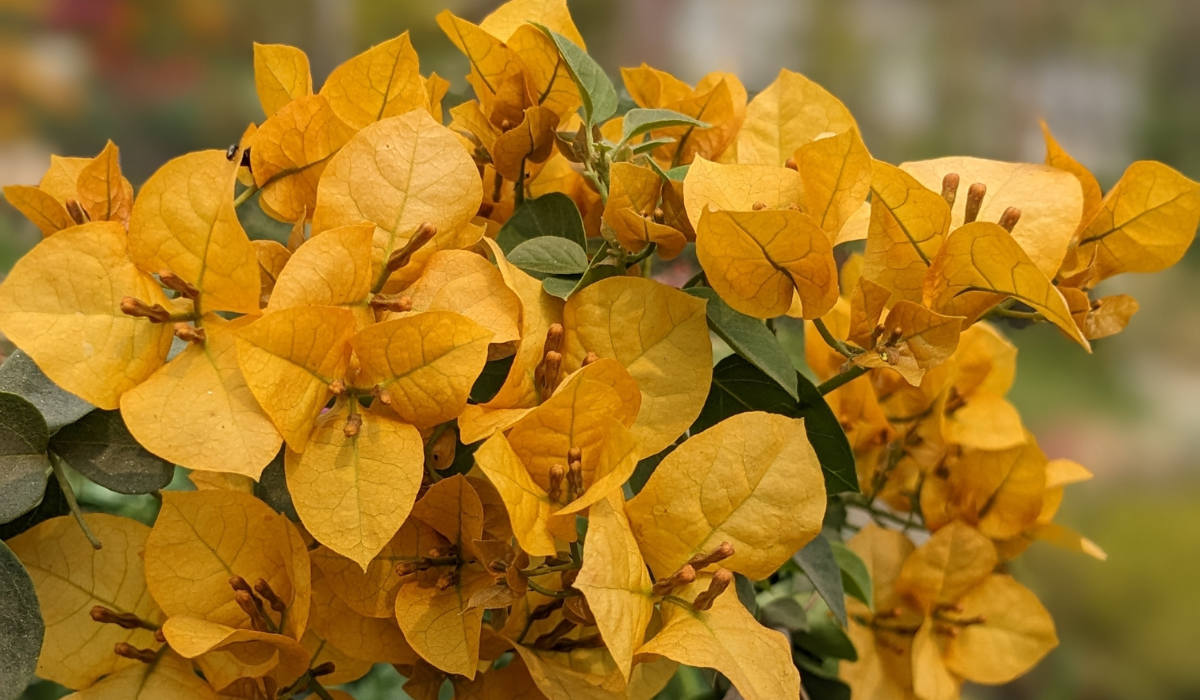 7 Beautiful Colors of Bougainvillea - Crate and Basket