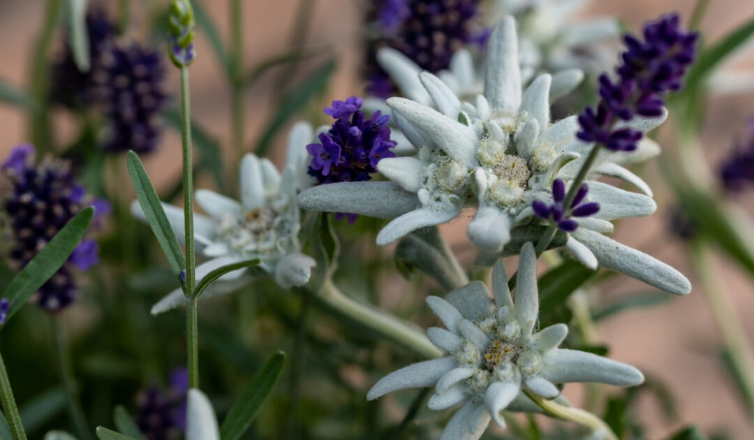 19 Flowers That Start With E (With Pictures) - Crate and Basket