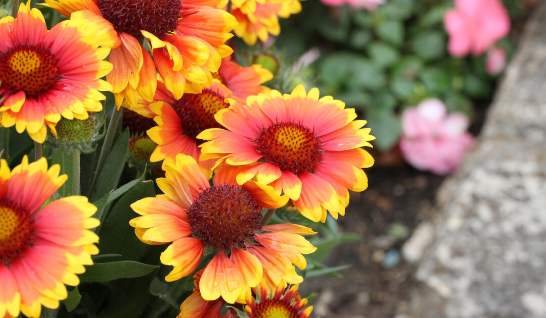 16 Flowers That Start with G (With Pictures) - Crate and Basket