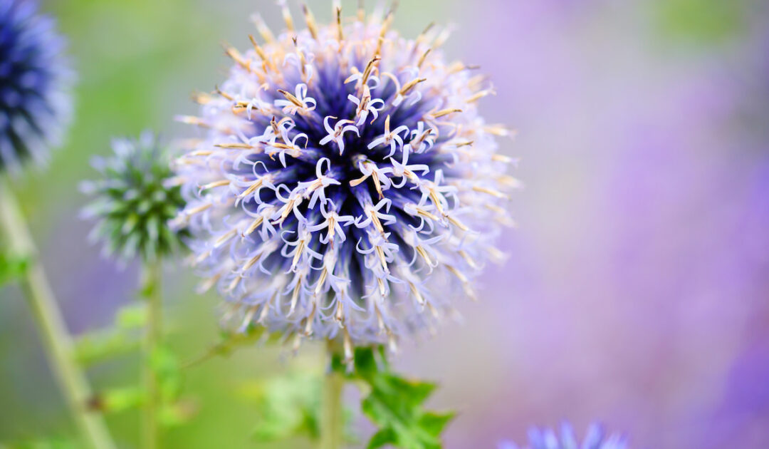 16 Flowers That Start with G (With Pictures) - Crate and Basket