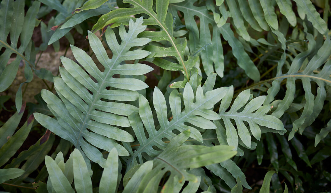 11 Large Potted Ferns - Crate and Basket