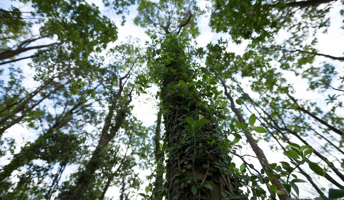 Do Vines Kill Trees? (6 Things You Need to Know) - Crate and Basket